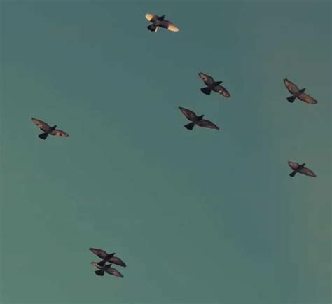 하얀 옷을 입는 꿈 해몽 킁킁