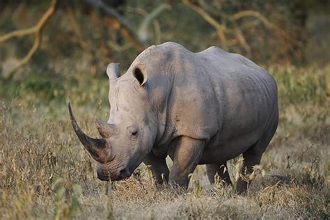 5 Endangered Species That Made A Comeback