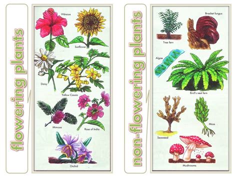 Science Classification System Plants