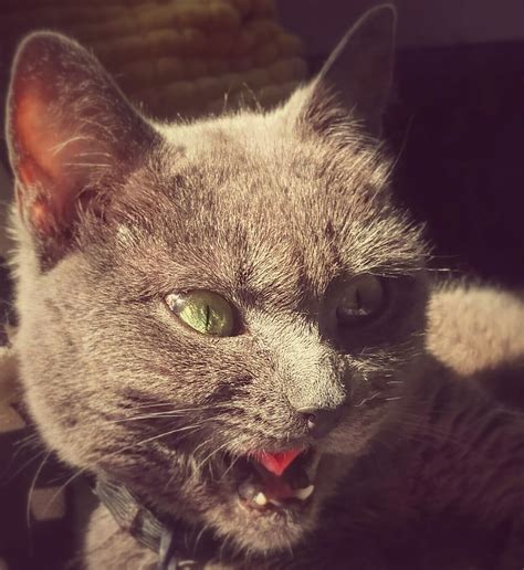 Tiny Terror Imgur Tiny Terror Imgur