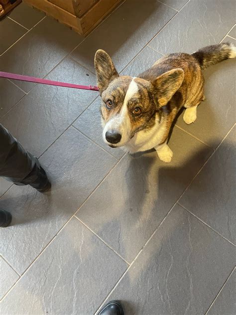 Chase Cockapoos And Miniature Poodles