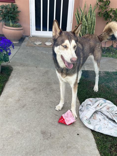 Does Anyone Elses Husky Look This Tall And Skinny Im Thinking He