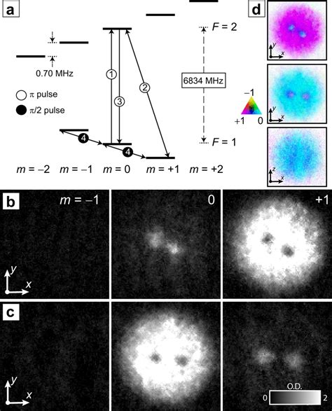 Creation And Detection Of The Polar Singly Quantized Vortices Sqvs A