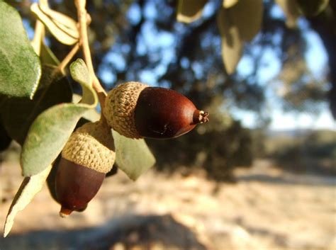 Siembra De Bellotas De Quercus Ilex Guía Completa Y Consejos Expertos