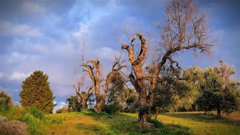 New Xylella Infections Found In Northern Puglia Olive Oil Times