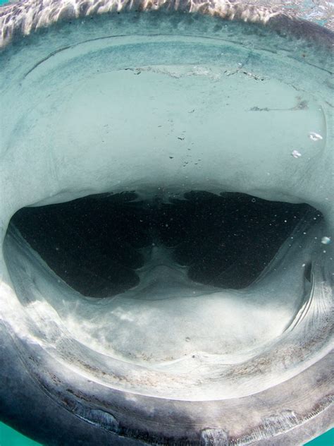 Tiburón Ballena Generador De Interacciones Biológicas Valor De Origen