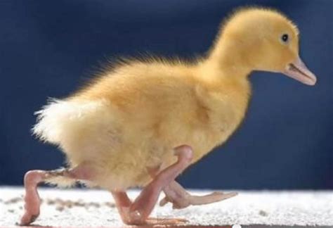 Las 10 Mutaciones De Animales De Los últimos Años Mascotas