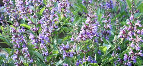 Growing Sage For Flavour And Flowers