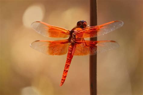 California Wildlife Series Flame Skimmer Dragonfly Libellula