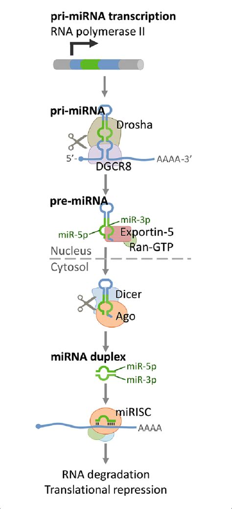 An Overview Of Microrna Processing And Function Most Mirna Primary