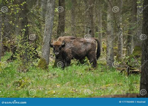 European Bison Grazing In A Forest Clearing In The Bialowieza Forest