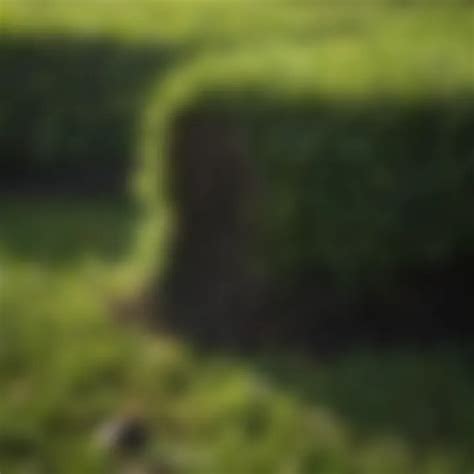 Sodding Over Grass Techniques And Benefits Explained