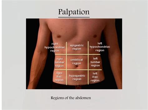Palpation Of Abdominal Organs Abdominal Exam Iii Light And Deep
