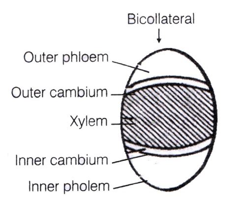 Diagram Of Vascular Bundle