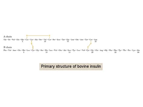 Is Insulin A Primary Protein At Mildred Ritter Blog