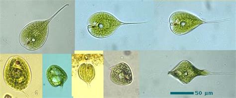 Protist Images Phacus