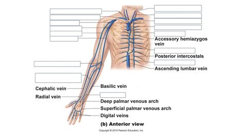 Where Is The Right Basilic Vein Located At Daisy Delacruz Blog