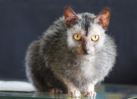Lykoi Cat Wolf Cat Minecraft Mob Skin