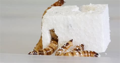 Polystyrene Eating Worms Could Help Tackle Plastic Waste Say Scientists