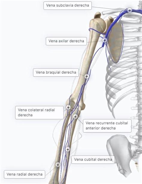 Anatomía De Las Venas De Las Extremidades Superiores Tema 1 CirugÍa
