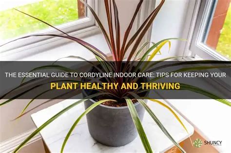 The Essential Guide To Cordyline Indoor Care Tips For Keeping Your