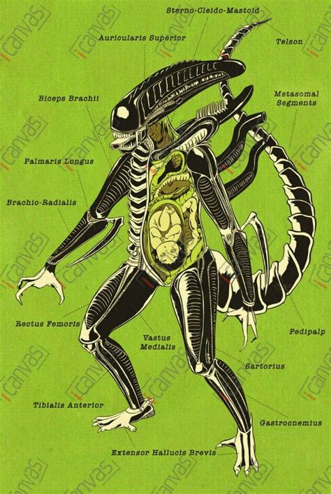 Anatomy Of Xenomorph Alien Xenomorph Alien Artwork