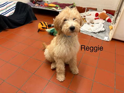 Poppy Chase Shadow Pepper Baxter And Reggie Rspca York Harrogate And District Branch