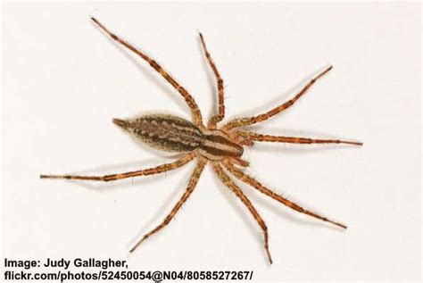 Types Of Brown Spiders With Pictures Identification Guide