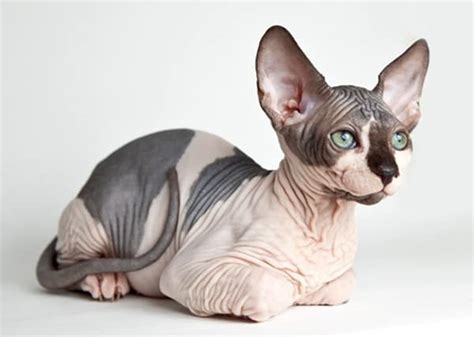 40 Amazing Hairless Sphynx Cat Pictures Tail And Fur