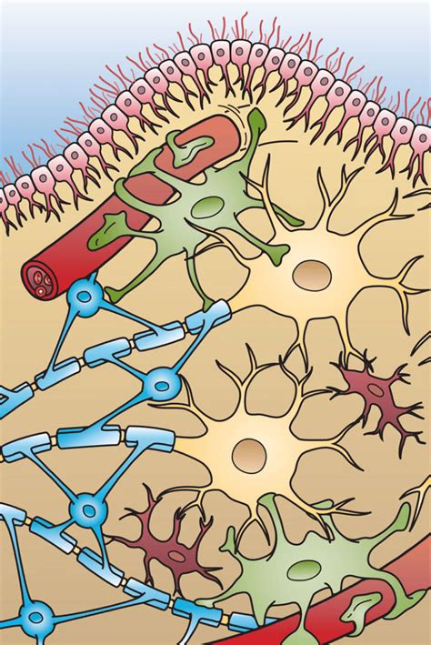 A Detailed Map Of The Epigenome Gowing Life