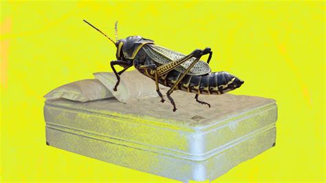 Cómo Saber Si Un Grillo Está Teniendo Un Orgasmo Según Su Sonido Infobae