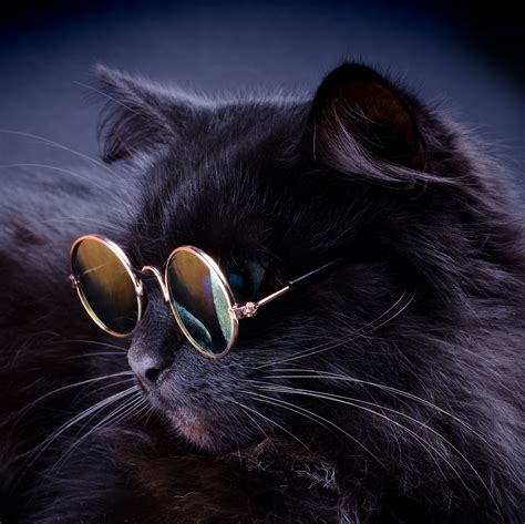 Cool Cat Sunglasses Free Shipping Today 🙀 Paw Pals