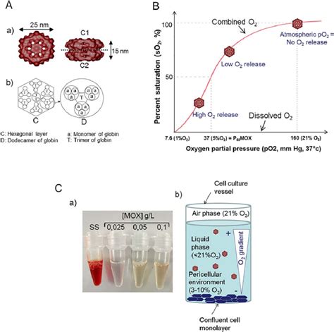 Hemoxcell Structural Model And Oxygen Binding Characteristics A