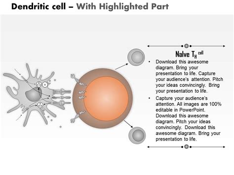 Top 10 Dendritic Cell Powerpoint Presentation Templates In 2025