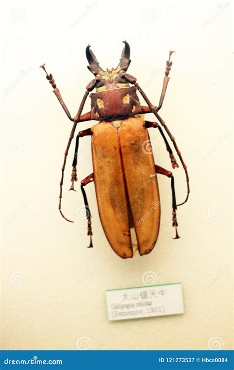 Insect Specimen Editorial Photo 121273881