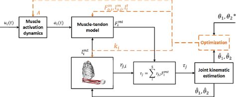 The Flowchart Of The Emg Driven Msk Model For Estimation Wrist Joint Download Scientific
