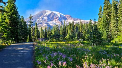 Locatie Mount Rainier Mount Rainier National Park Parken In Het