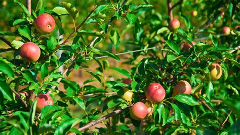 Do Apple Trees Self Pollinate Easy Varieties To Try Randy Lemmon