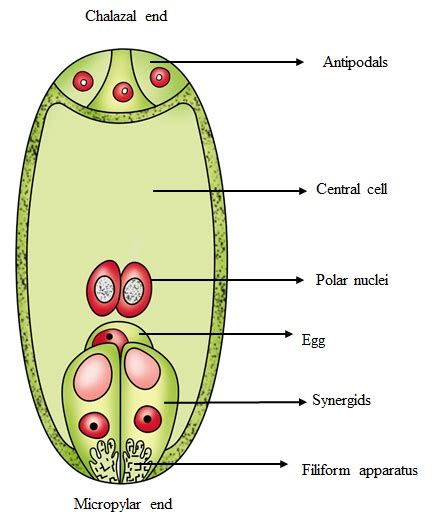 With A Neat Diagram Explain The 7 Celledcomma 8 Nucleate Nature Of The