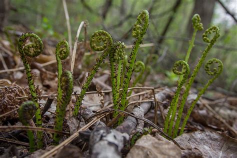 Lady Fern Native Plants For Sale Online Native Foods Nursery