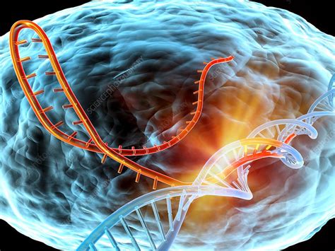 Crispr Cas9 Gene Editing Complex Stock Image C029 8729 Science Photo Library