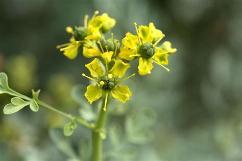 Rue The Benefits And Dangers Of This Lesser Known Herb Toad And