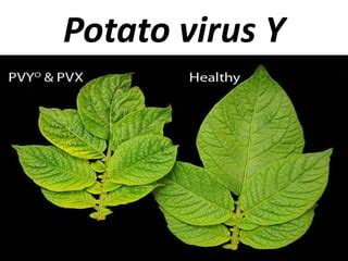 Potato Virusplrv Pvx Pvy Pptx