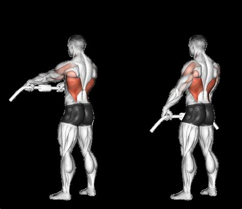 Cable Straight Arm Pulldown Guide Muscles Worked Tips Athlemove