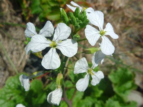 Top Of A Stem Photos Of Raphanus Sativus Brassicaceae