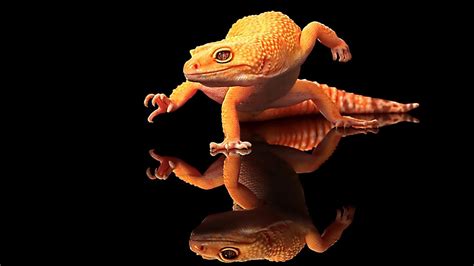 Cool Lizard Wallpapers Top Free Cool Lizard Backgrounds Wallpaperaccess