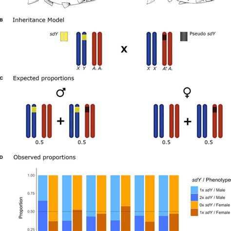 Conceptual Diagram Showing The Inheritance Model And The Observed