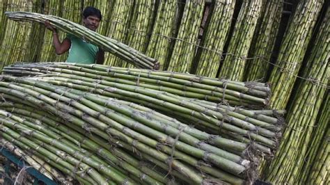 ¿qué Es La Mosca Pinta Y Por Qué Pone En Peligro La Producción De