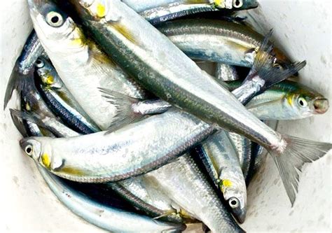 Jacksmelt Pier Fishing In California