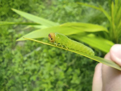 A Symphyta Says Hello R Entomology